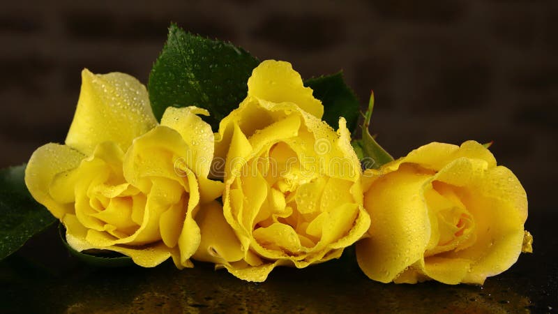 4,690 Raindrops Roses Stock Photos - Free & Royalty-Free Stock Photos ...