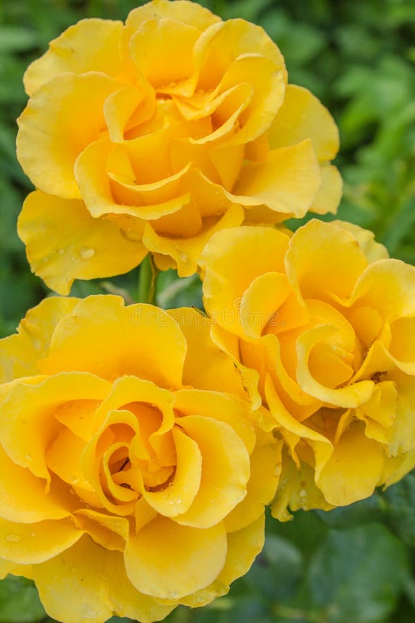 Three Yellow Roses Stock Images - Download 1,129 Royalty Free Photos