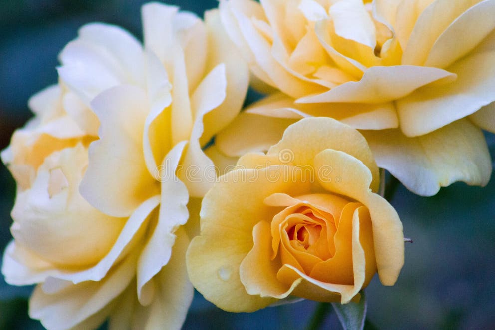 Three Yellow Roses stock photo. Image of blooming, floral - 98120920