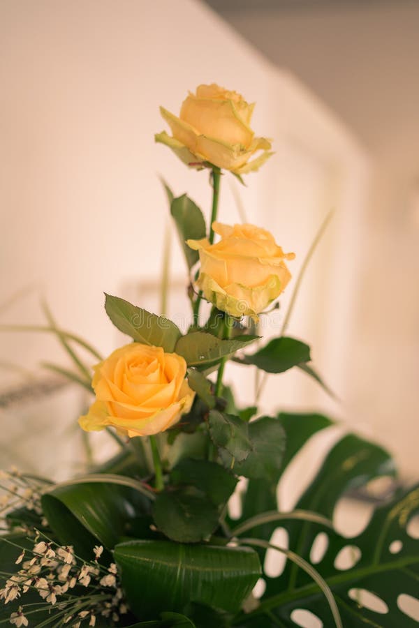 Three yellow roses. stock image. Image of yellow, romantic - 130037307