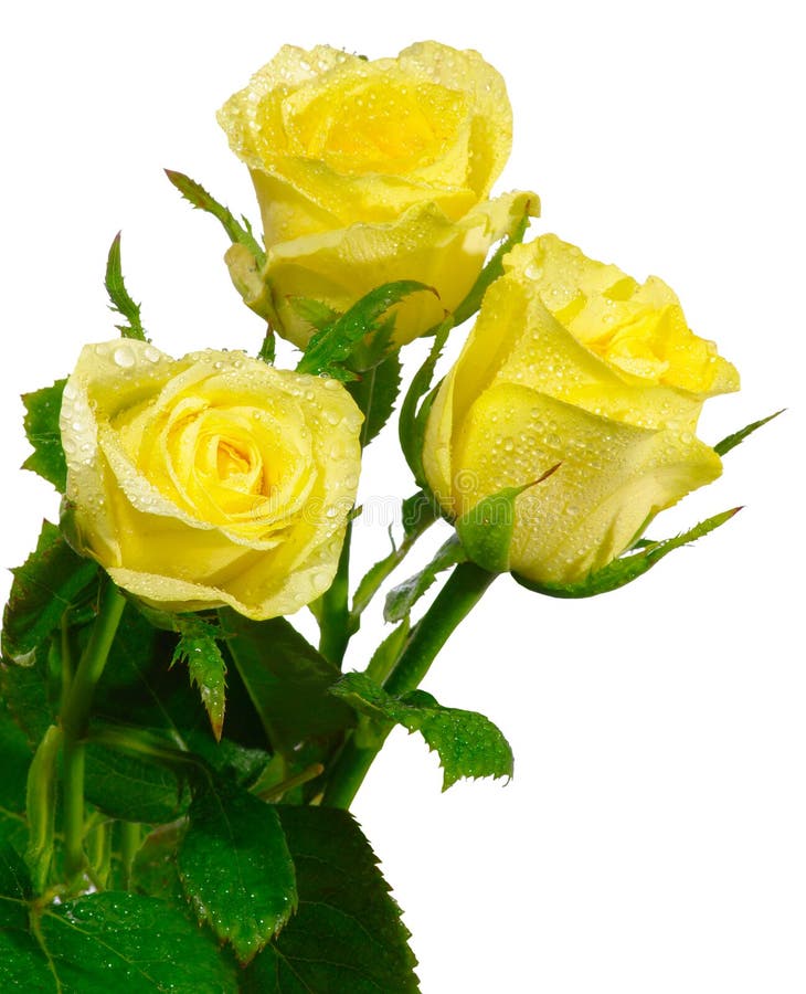 2,019 Three Yellow Roses Stock Photos - Free & Royalty-Free Stock ...