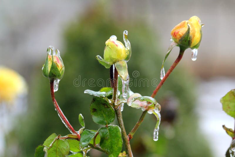 Three yellow roses stock photo. Image of covering, congratulation ...