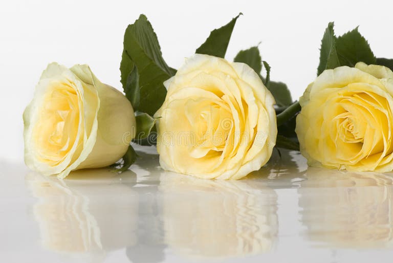 Three yellow roses stock image. Image of celebration - 32588049