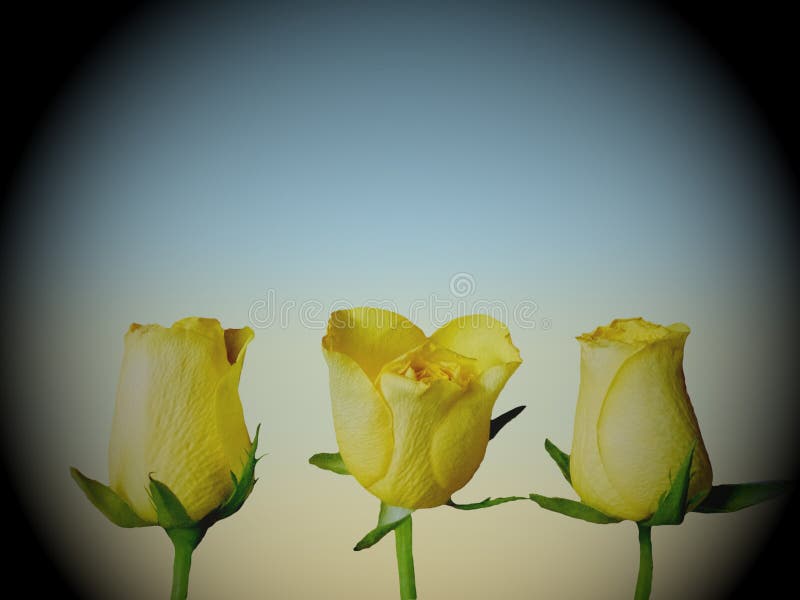 Three yellow roses stock image. Image of stylized, screens - 122361205
