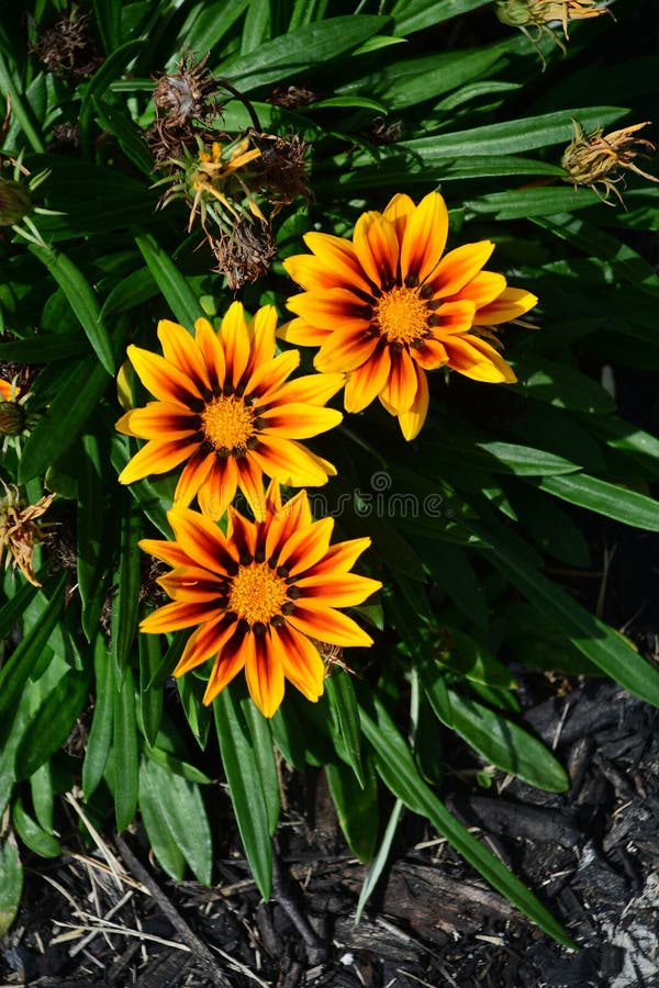 447 Rust Colored Top Stock Photos - Free & Royalty-Free Stock Photos ...