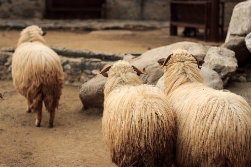 Three Yellow Sacrificial Ram in Stockyard Stock Photo - Image of muslim ...