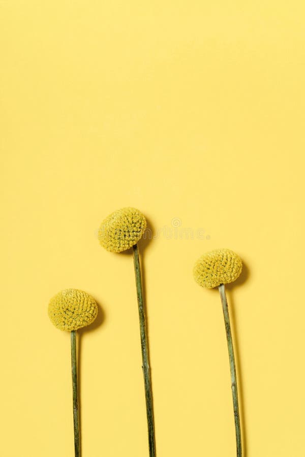 Three Yellow Spherical Craspedia Flowers on a Yellow Background, Floral ...