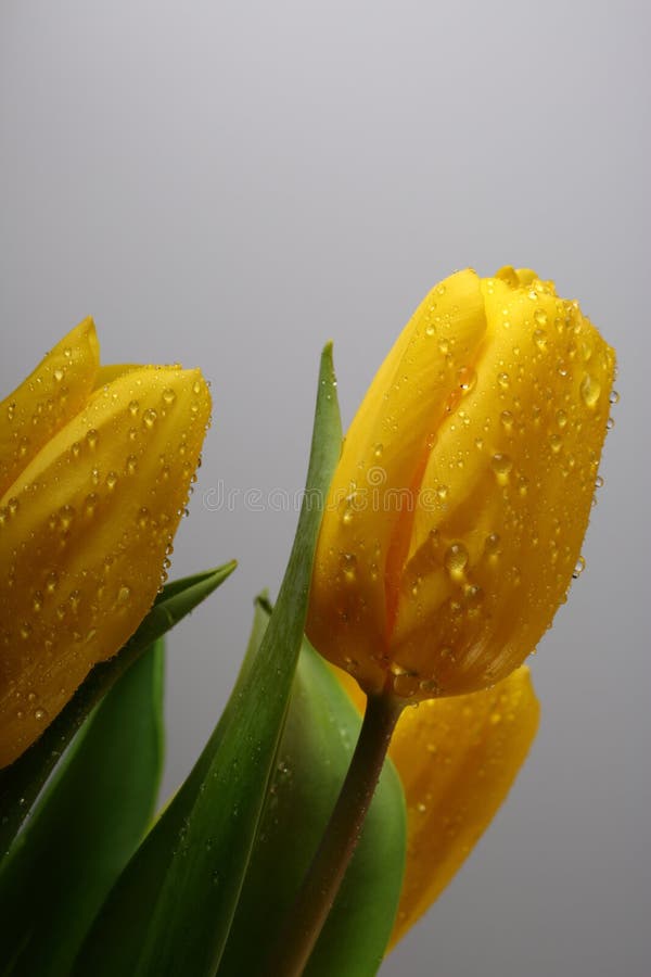 Three yellow spring tulips stock photo. Image of beautiful - 29842442