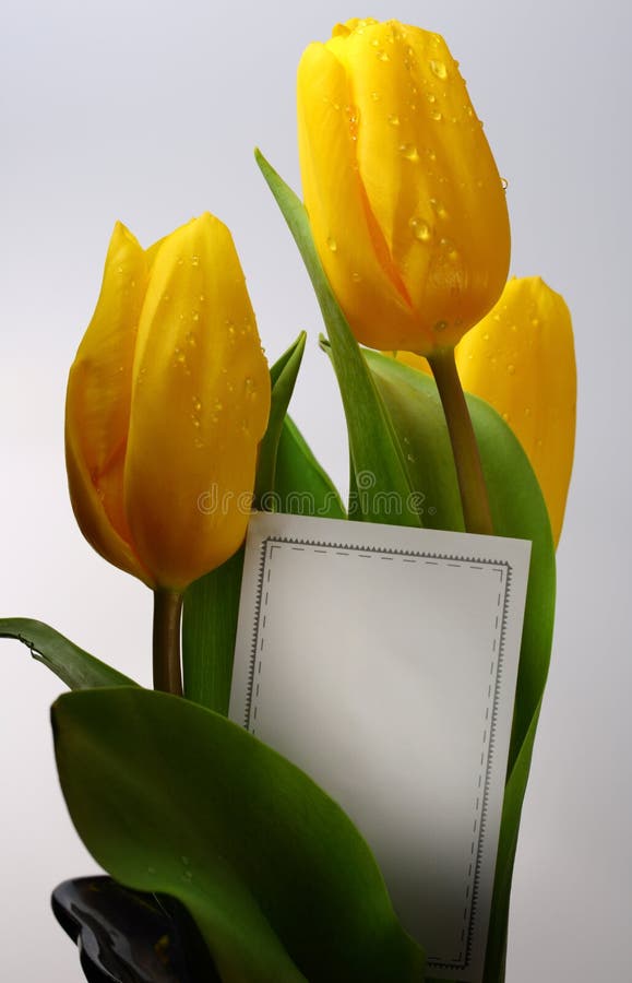 Yellow tulips stock image. Image of drop, florist, flower - 29842479