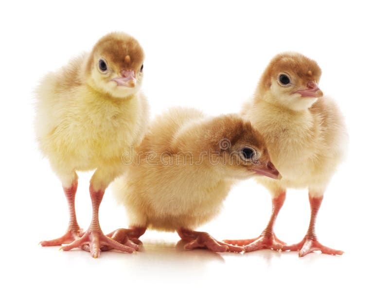 194 Baby Turkeys Photos - Free & Royalty-Free Stock Photos from Dreamstime