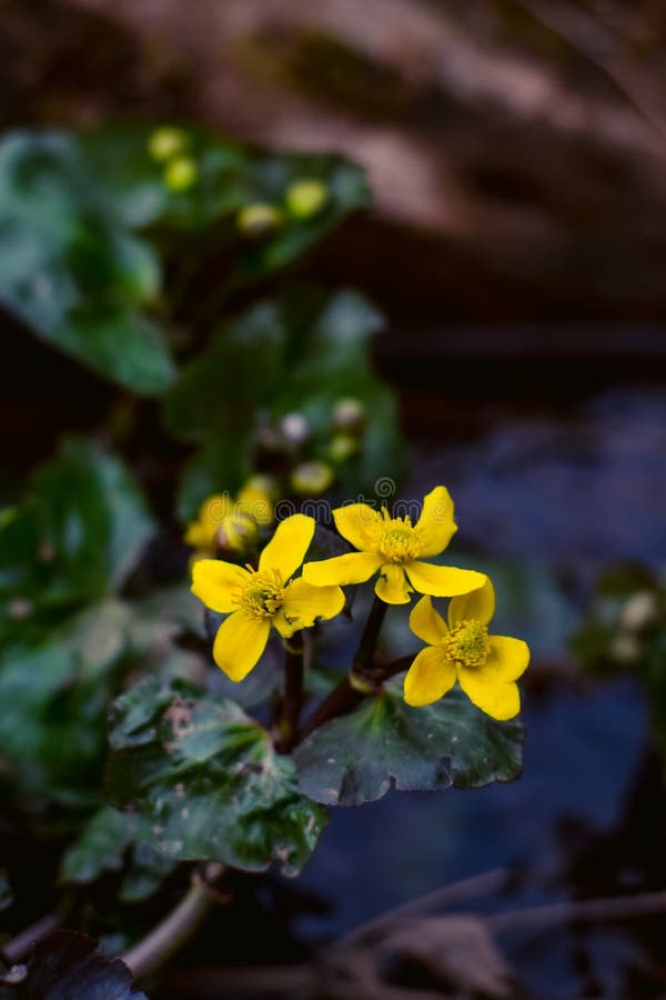 Three Yellow Wild Flowers in the Water Macro Stock Image - Image of ...