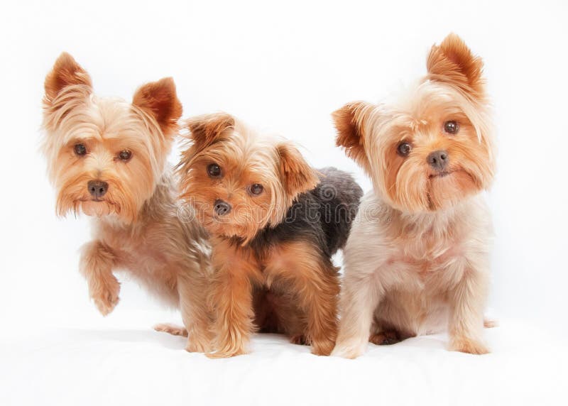 Three Yorkshire Terrier Looking at Camera Stock Image - Image of ...