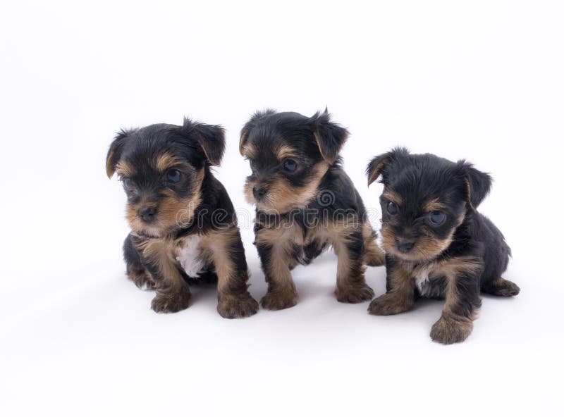 Easter Yorkshire Terrier Dogs Stock Image - Image of blue, eggs: 8763423