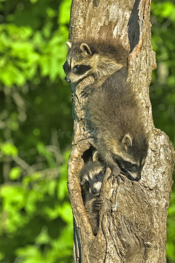 Three Youg Racoons in Dead Tree Stock Photo - Image of racoons, three ...