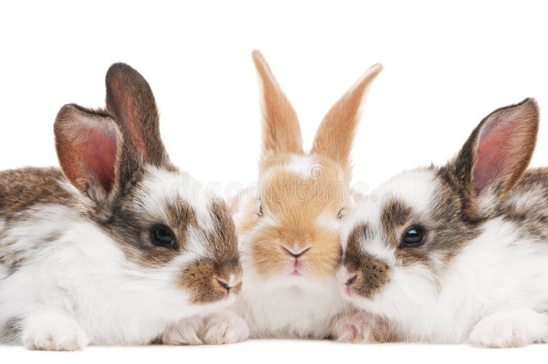 Set of brown baby rabbits stock image. Image of buck - 16951213