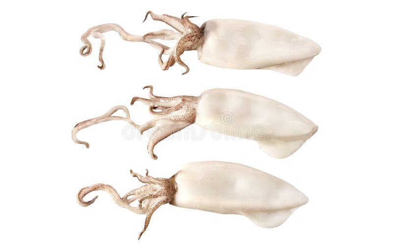 Baby Squid stock image. Image of squid, animals, fish - 7791995