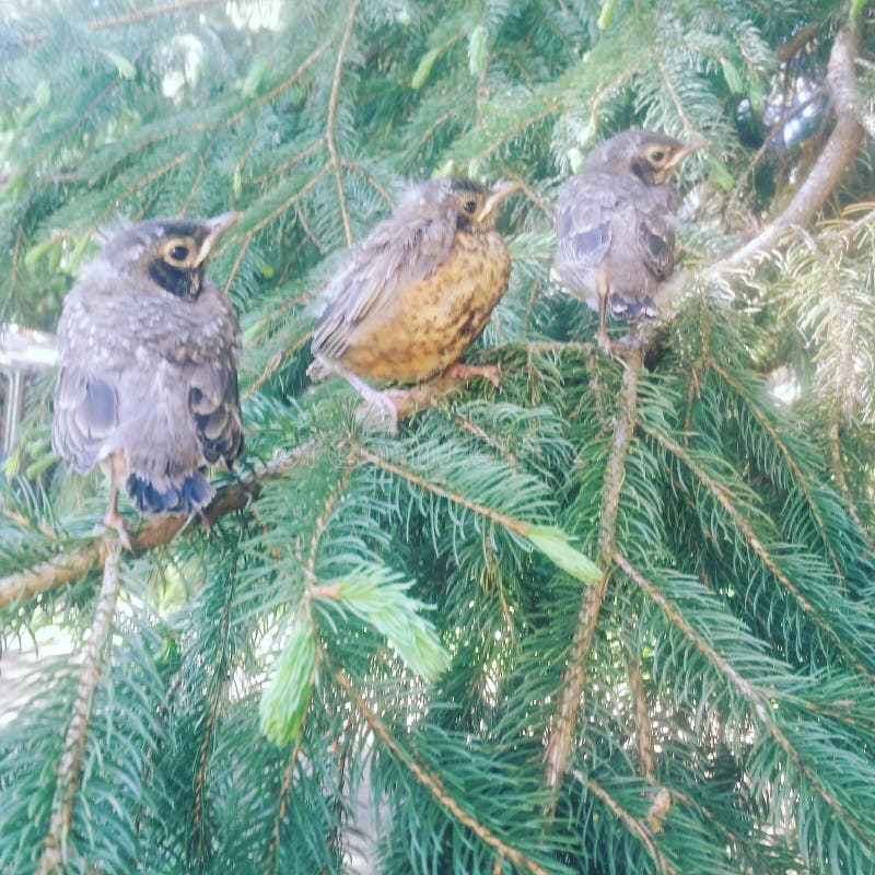 324 Nursing Birds Stock Photos - Free & Royalty-Free Stock Photos from ...