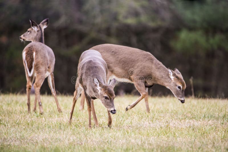 Three Young Button Bucks Playing Together. Stock Image - Image of ...