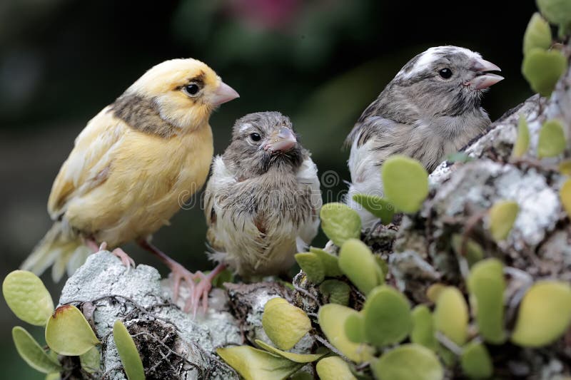 Three Young Canaries Resting on a Dry Tree Trunk. Stock Image - Image ...
