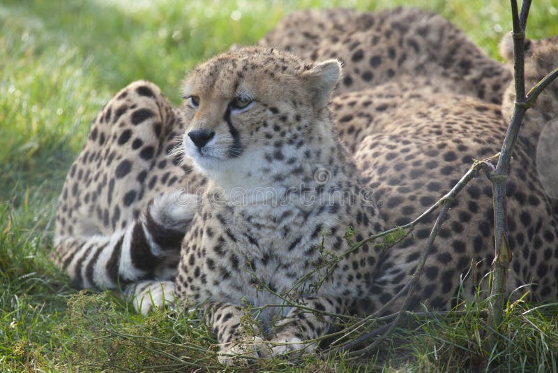 Three young Cheetah stock photo. Image of predator, acinonyx - 47542936