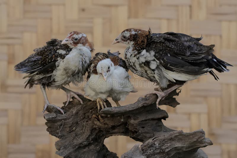Three Young Chickens are Resting on a Dry Tree Trunk. Stock Photo ...