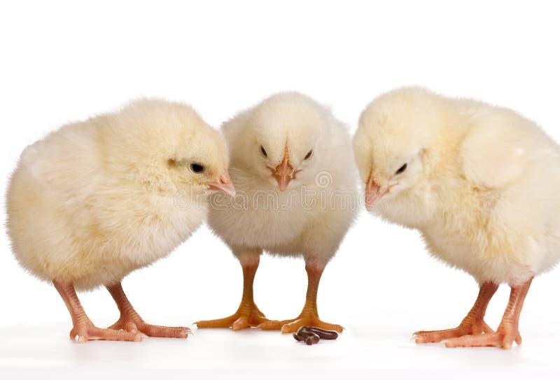 Three Cute Baby Chickens Chicks Stock Image - Image of soft, standing ...