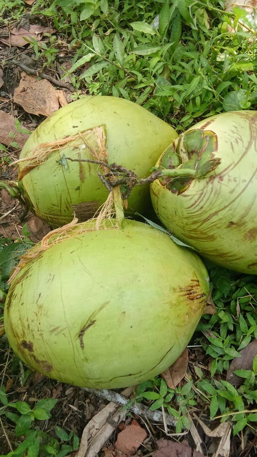 Three Young Coconuts Ready To Be Served Stock Image - Image of ready ...