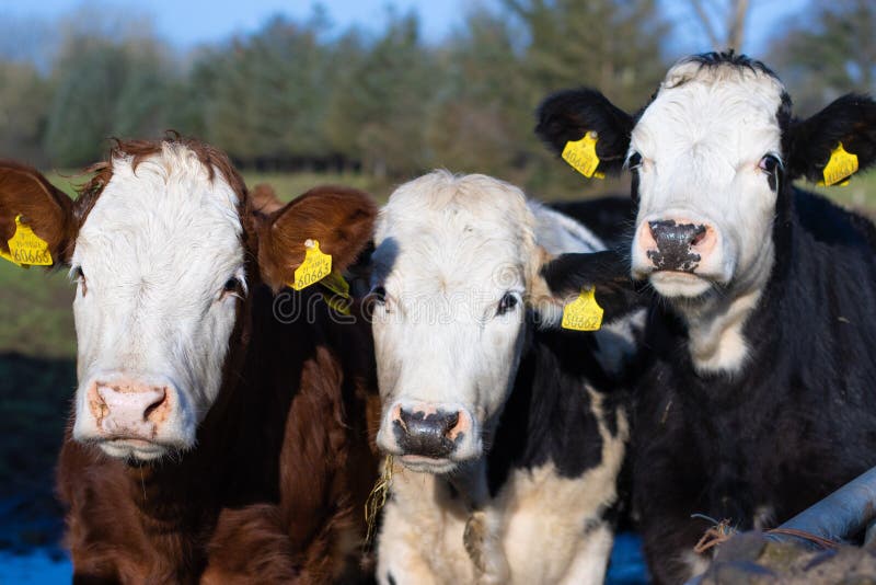 Three young cows closeup stock photo. Image of livestock - 239731750