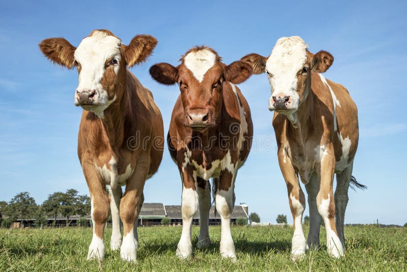 Three Young Calf Cows in a Row, Side by Side, Standing Upright in a ...