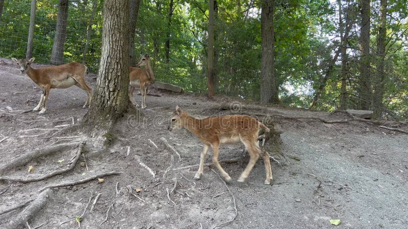 Three Deer on Hill in Forest Stock Footage - Video of fence ...