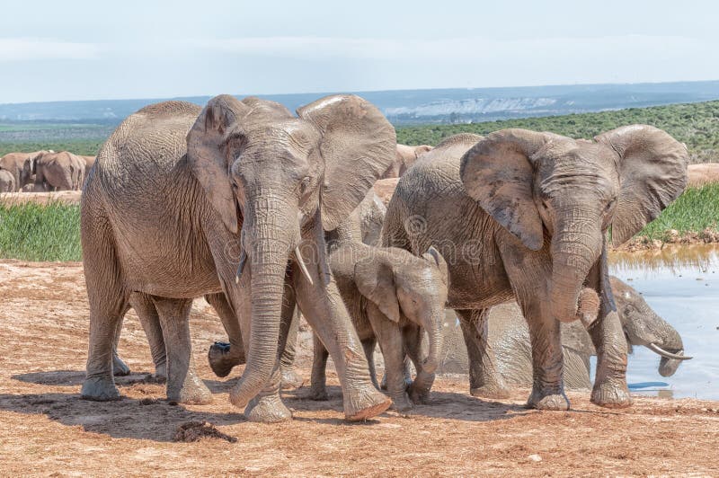 Three young elephants stock image. Image of eastern, calf - 69163453