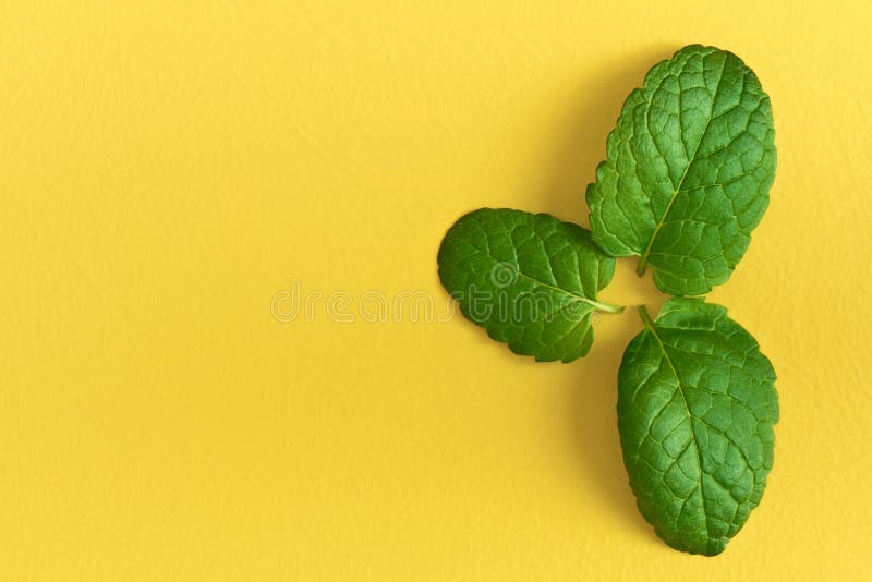 Three Young Fresh Mint Leaves Isolated on a Yellow Background Stock ...