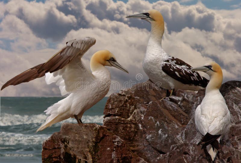Three young Gannets stock image. Image of seabirds, nature - 18184417