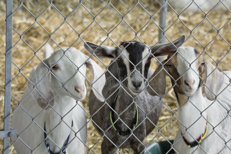Three Young Goats stock image. Image of friends, hircus - 57539117