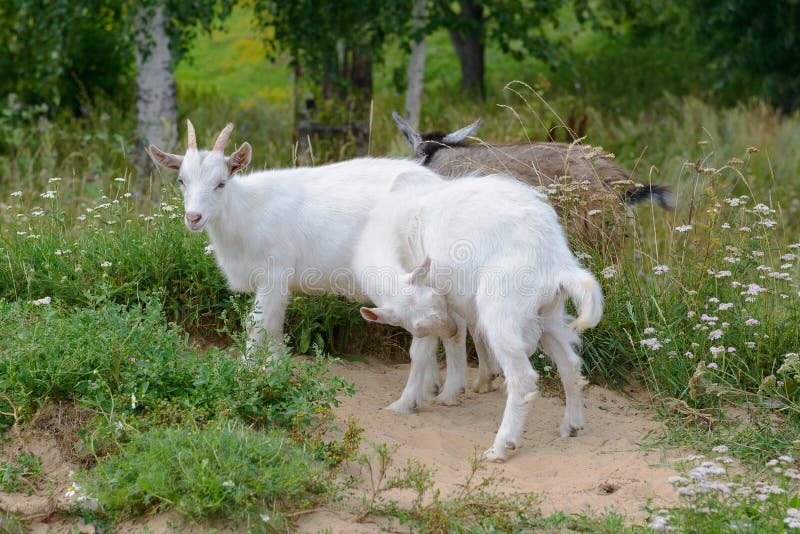 Three goats in pasture stock image. Image of barn, farm - 9717591