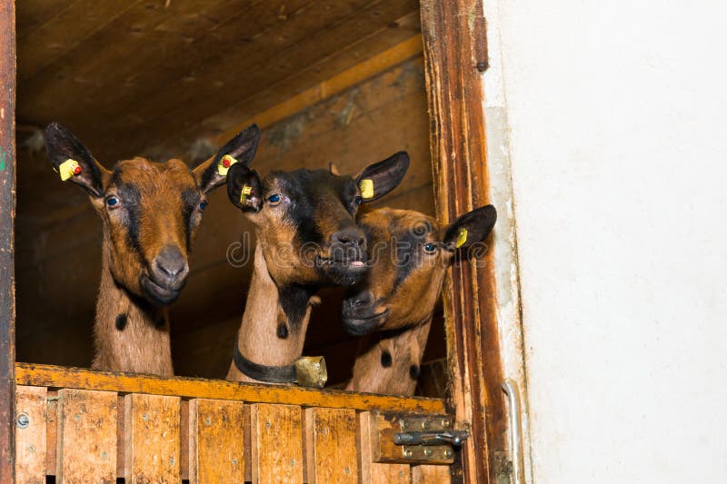 Three Young Goats Looking Out of Their Wooden Barn Stock Image - Image ...