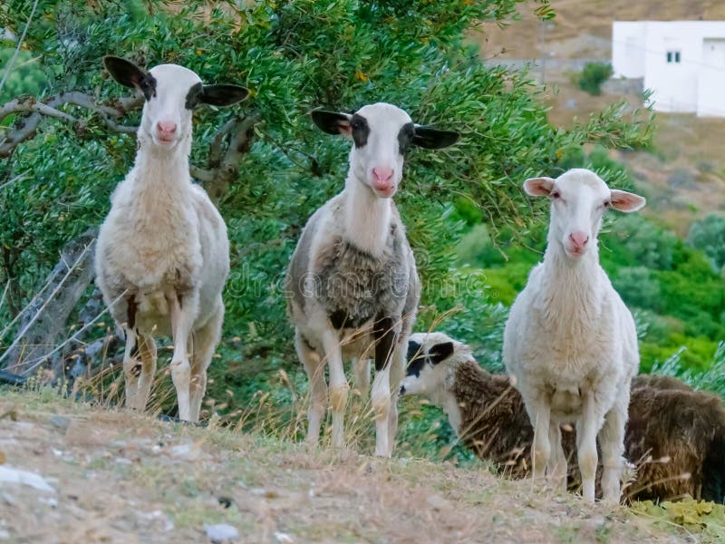 Three young goats stock image. Image of countryside, farming - 97275911