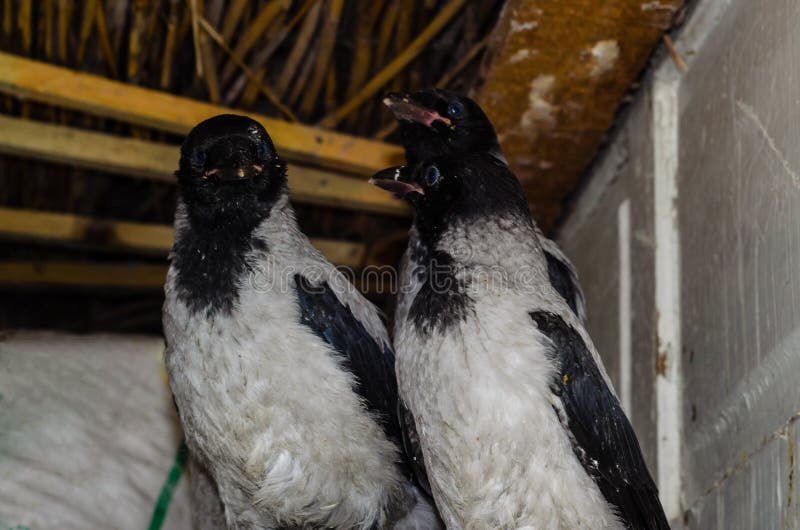 Grey crows stock photo. Image of wildlife, accessories - 50715404