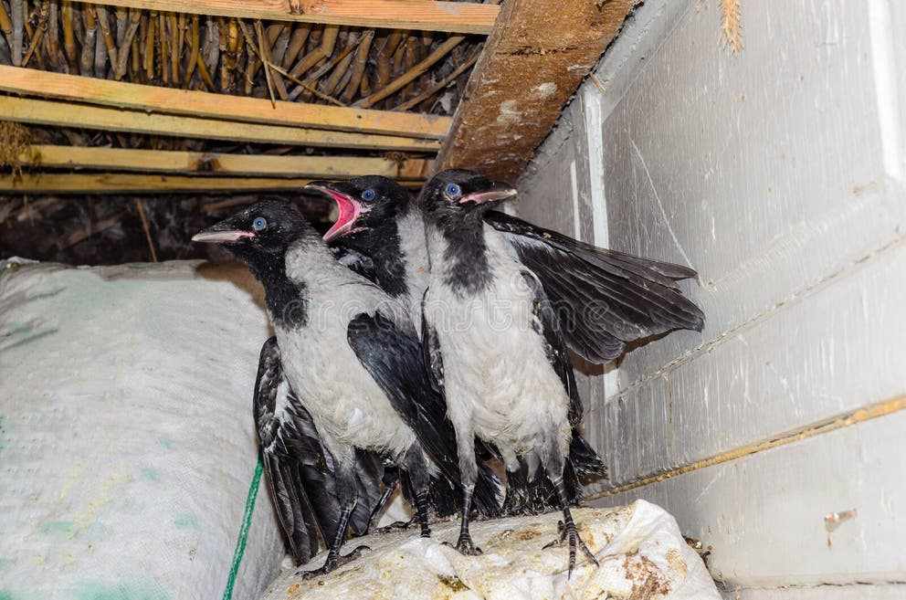 Three young grey crows stock photo. Image of crow, avian - 97922086