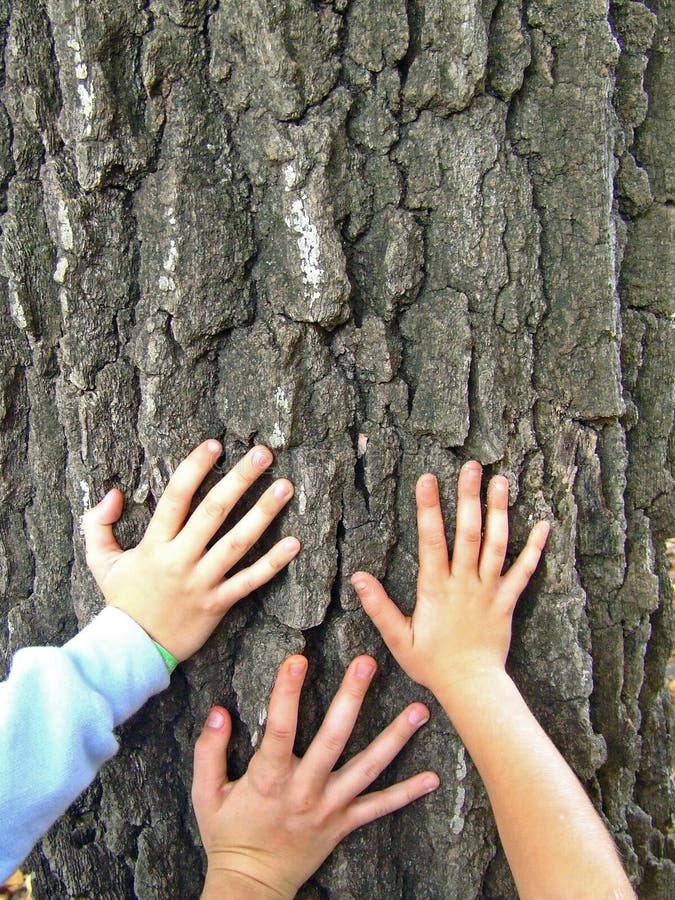 Three Young Hands on a Tree Stock Photo - Image of hands, tree: 3284882