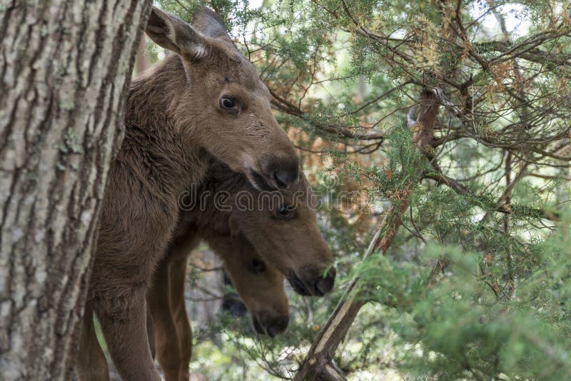Moose from Behind in the River Stock Image - Image of moose, foret ...