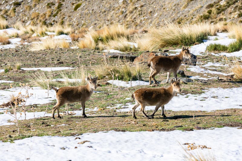 Three young mountain goats stock photo. Image of animal - 171923654