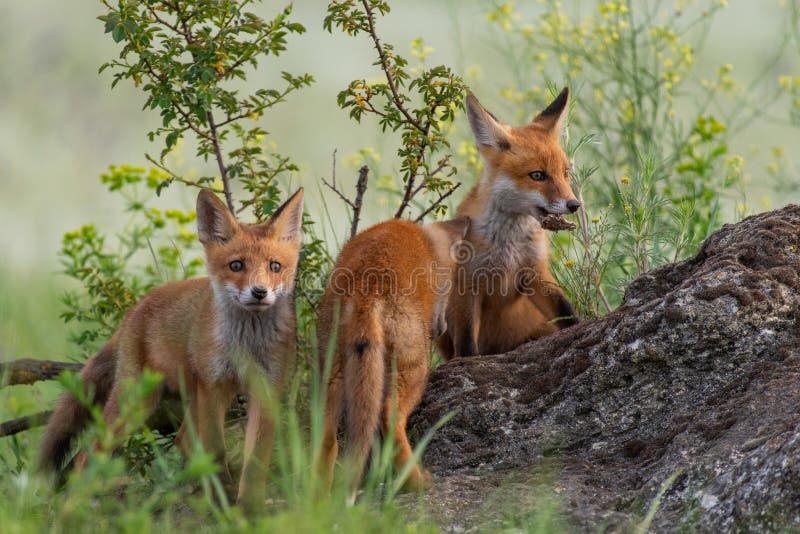 Three Young Red Foxes Stands on a Rock in the Grass Stock Photo - Image ...