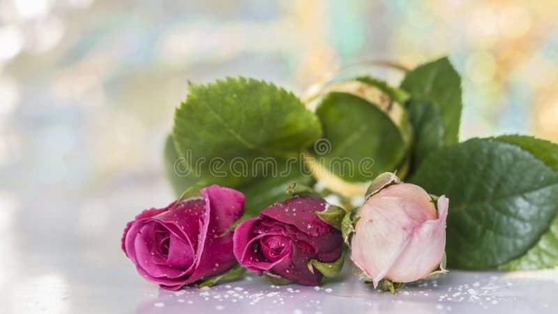 Young roses stock photo. Image of foliage, kiza, rain - 92617014