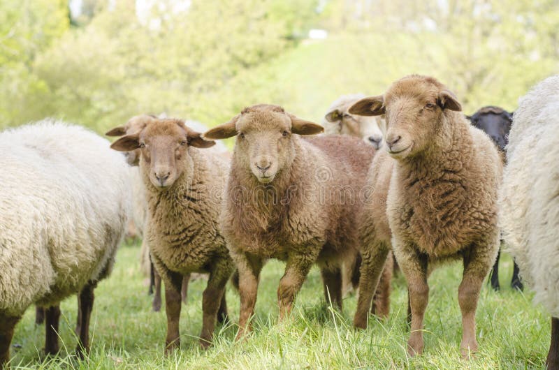 Three Young Sheep stock photo. Image of pasture, meat - 59628476