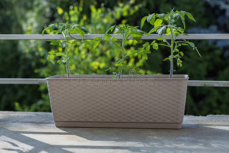 Rectangular Plastic Planter Box Stock Photos - Free & Royalty-Free ...