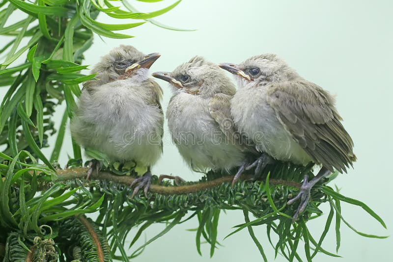 Three Young Yellow Vented Bulbs are Perching in a Bush. Stock Photo ...