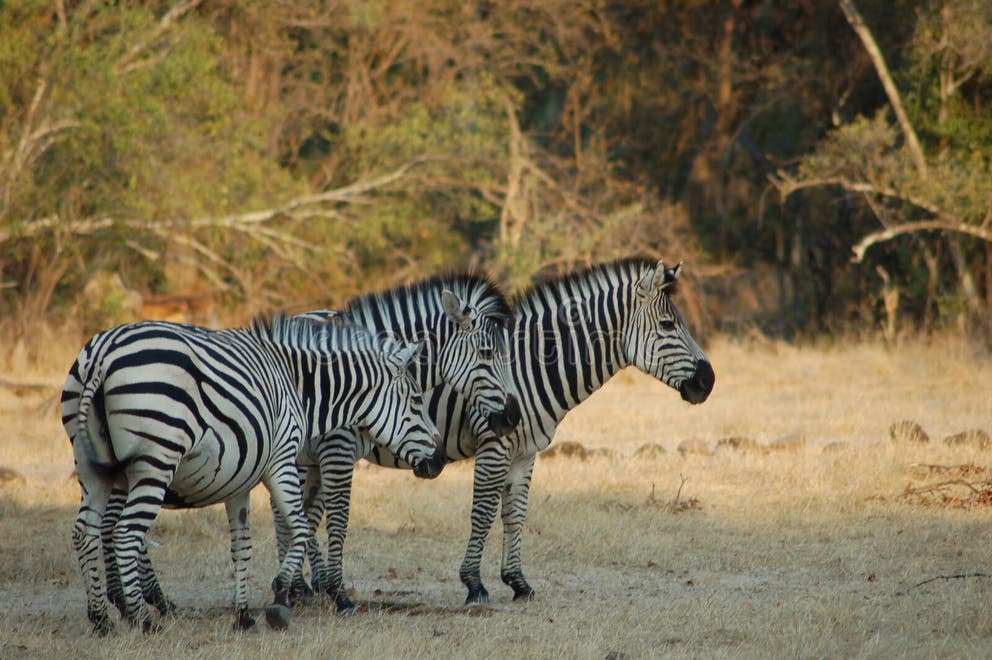 Three zebra stock photo. Image of white, safari, zebra - 12811380
