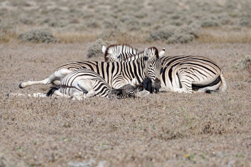 Three Zebra are Flat Out on the Ground, Sleeping Stock Image - Image of ...