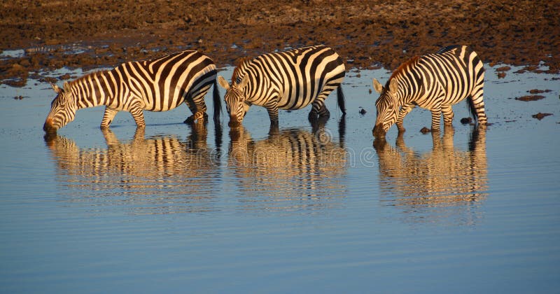 Three Zebra in the River in Africa. Stock Photo - Image of african ...